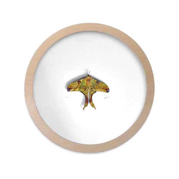 Comet Moth – round&round